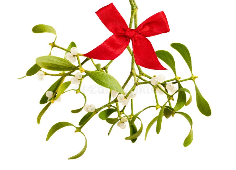 Mistletoe stock photo. Image of isolated, hemiparasitic - 28081628