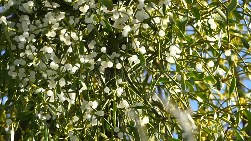 Red berries on the tree stock footage. Video of natural - 73398664