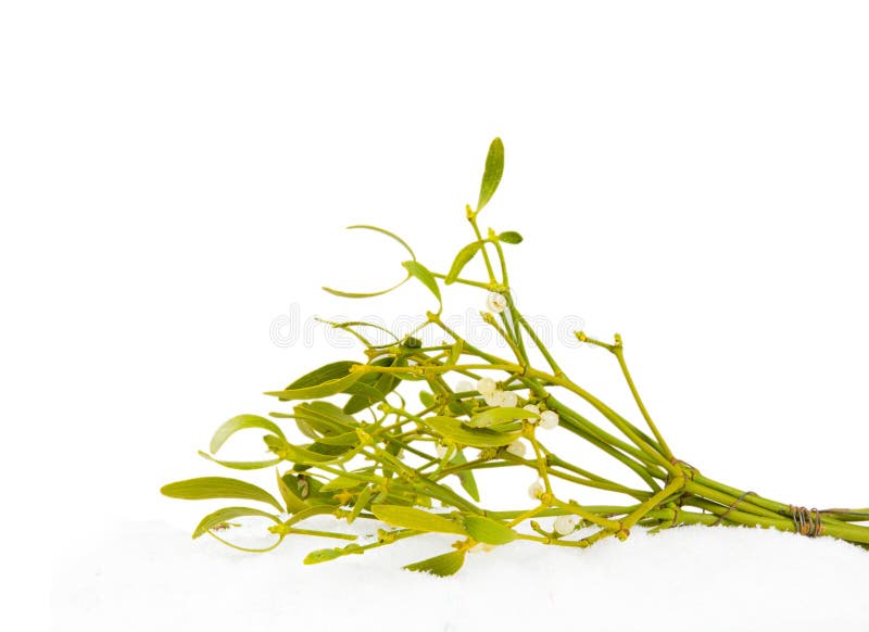 Mistletoe stock photo. Image of celebrate, holiday, happy - 47472570