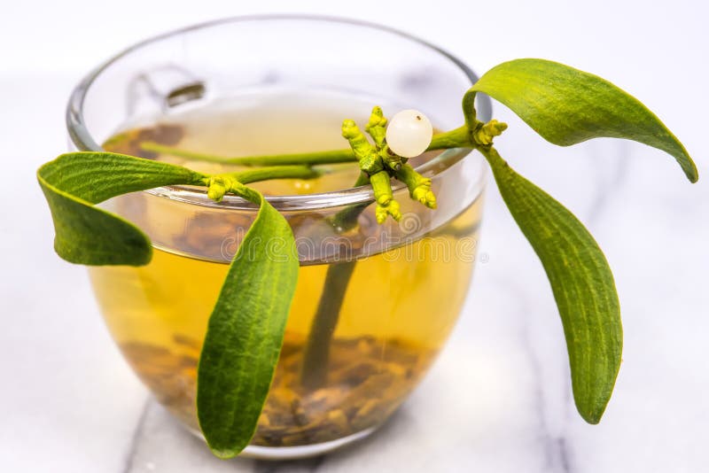 Mistletoe, Tea with Fresh Mistletoe Branch Stock Image - Image of ...