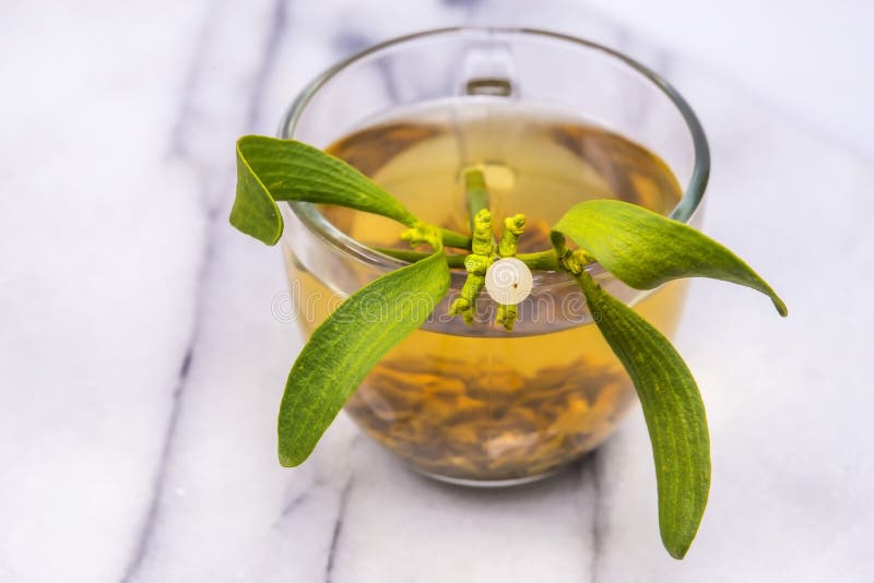 Mistletoe, Tea with Fresh Mistletoe Branch Stock Image - Image of ...