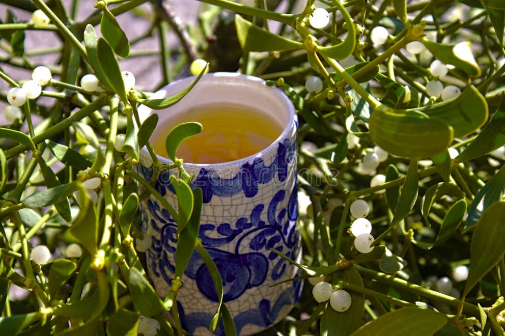 Mistletoe Tea in a Mistletoe Stock Photo - Image of garden, berries ...