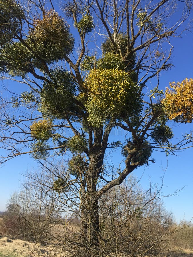Mistletoe on a tree stock photo. Image of plant, celebration - 150668424