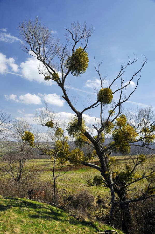 Mistletoe tree stock photo. Image of botany, nature, tree - 19244938