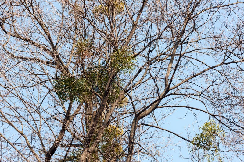 Mistletoe on a Tree Branches Stock Photo - Image of blue, deciduous ...
