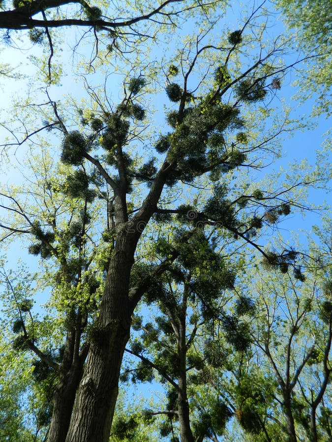 Mistletoe tree stock photo. Image of covered, balls, forest - 97762274