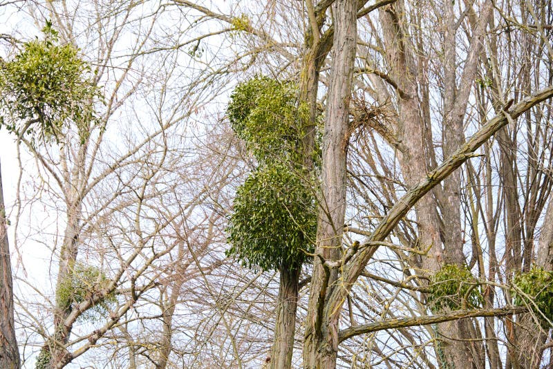 Mistletoe on tree stock photo. Image of background, landscape - 268442508