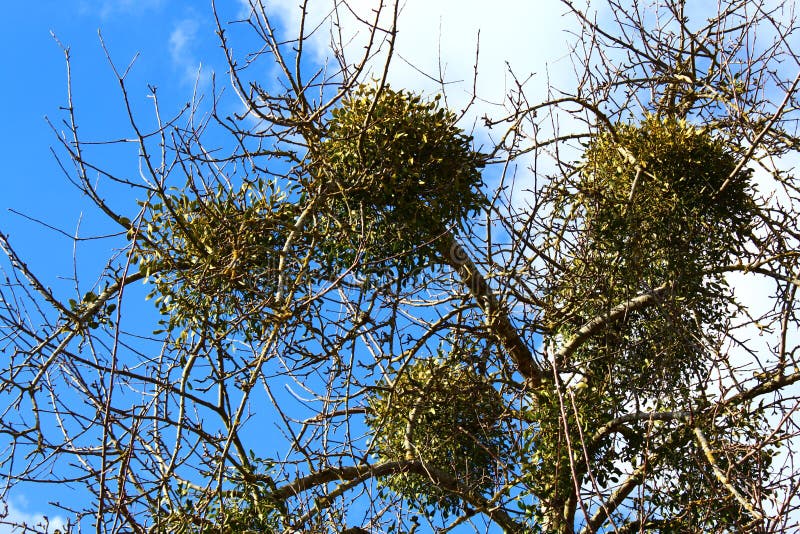 Mistletoe on a tree stock image. Image of natural, mistletoe - 143084183