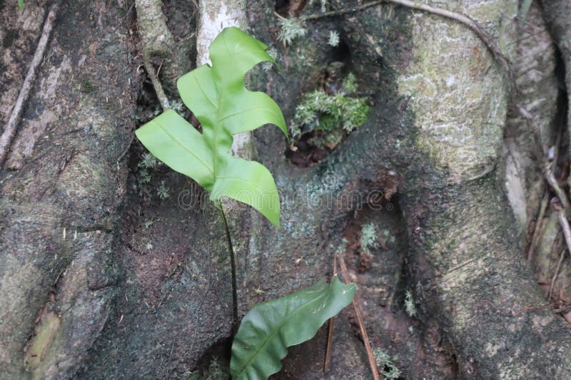 Mistletoe Tree Plants Stick Stock Photo - Image of plant, stick: 315774360
