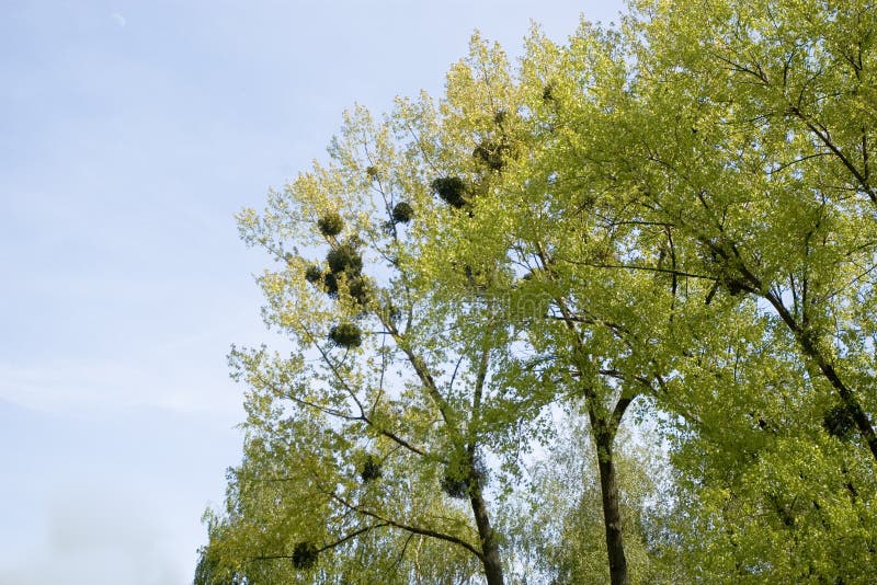Mistletoe on trees stock image. Image of balls, grrenich - 40470595