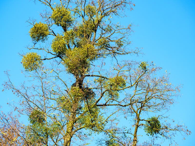 Mistletoe Tufts Stock Photos - Free & Royalty-Free Stock Photos from ...