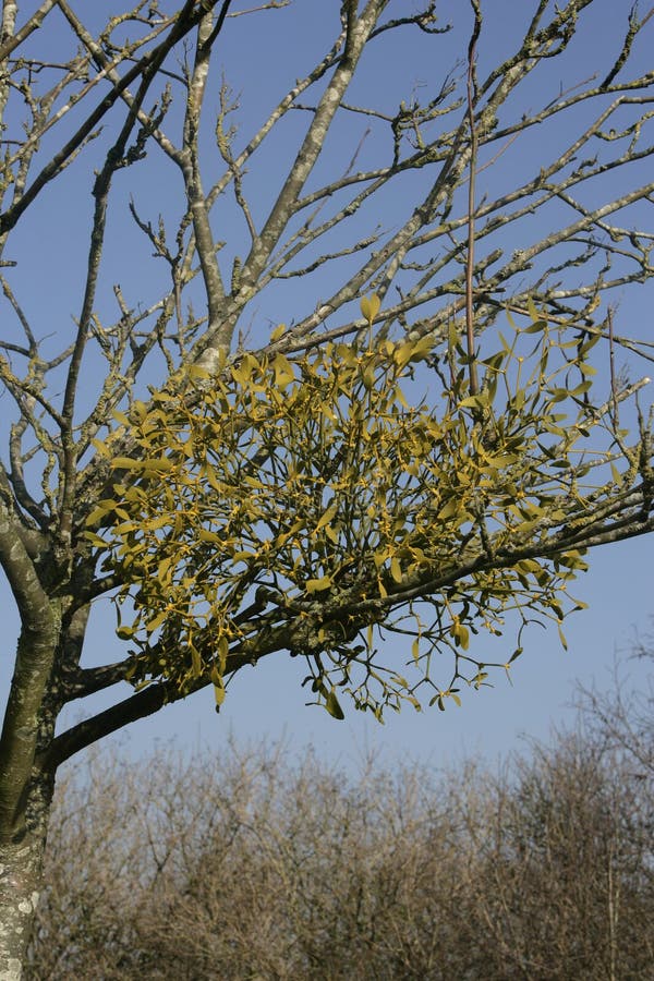 Mistletoe, Viscum album stock photo. Image of wild, plants - 238876826
