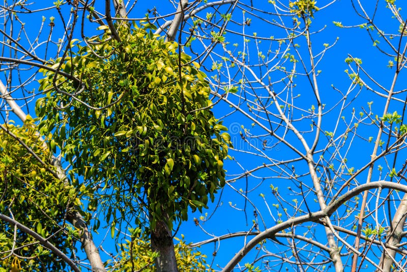 Mistletoe, Viscum album stock photo. Image of wild, plants - 238876826