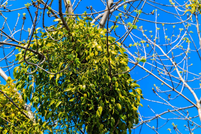 Mistletoe, Viscum album stock photo. Image of wild, plants - 238876826