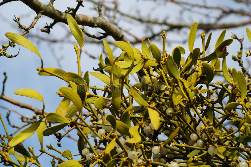 Mistletoe stock photo. Image of parasitic, leaf, leaves - 46054520