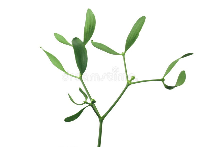 Mistletoe stock photo. Image of background, ceremony, christmas - 4760068