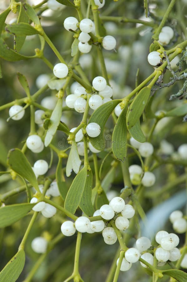 Mistletoe with White Berries - Viscum Album Stock Image - Image of ...