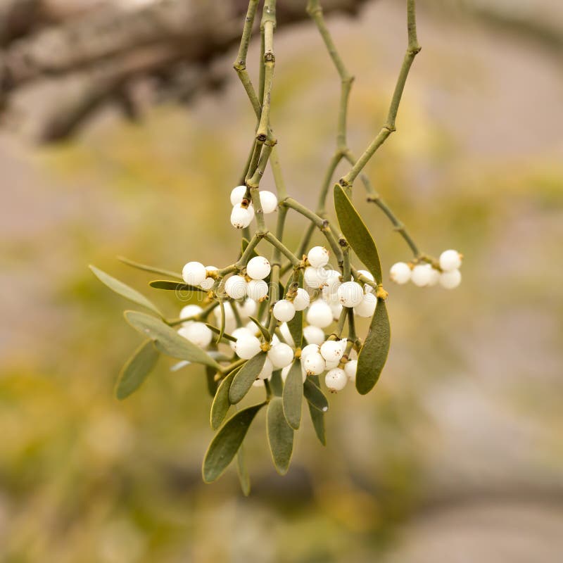 White berries on a bush stock image. Image of thorn, autumn - 60038883