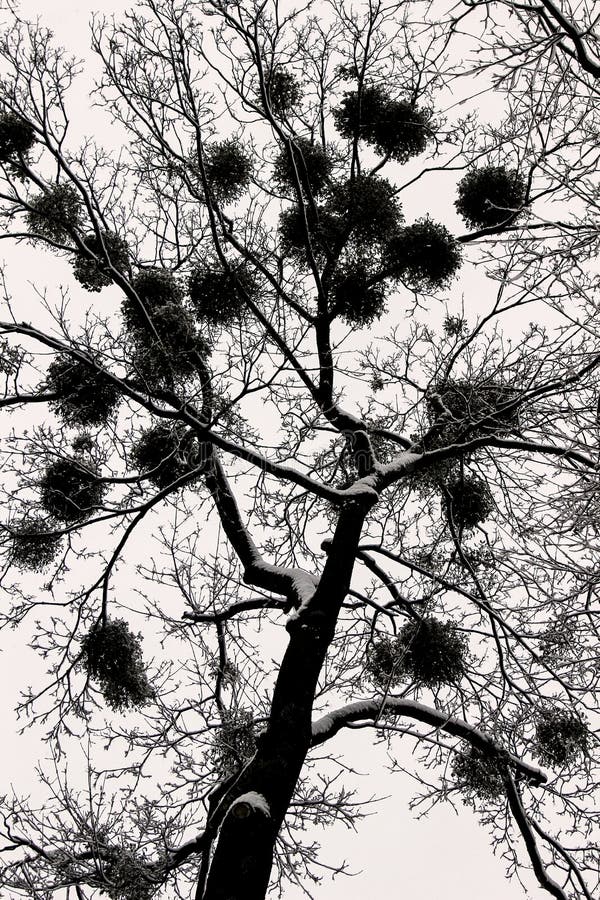 Mistletoe on a Winter Tree, Snow on the Branches Stock Photo - Image of ...
