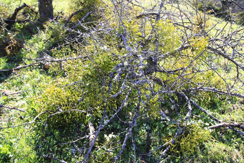 Mistletoes, Sprigs of Mistletoe Parasite in Apple Tree in Winter Stock ...