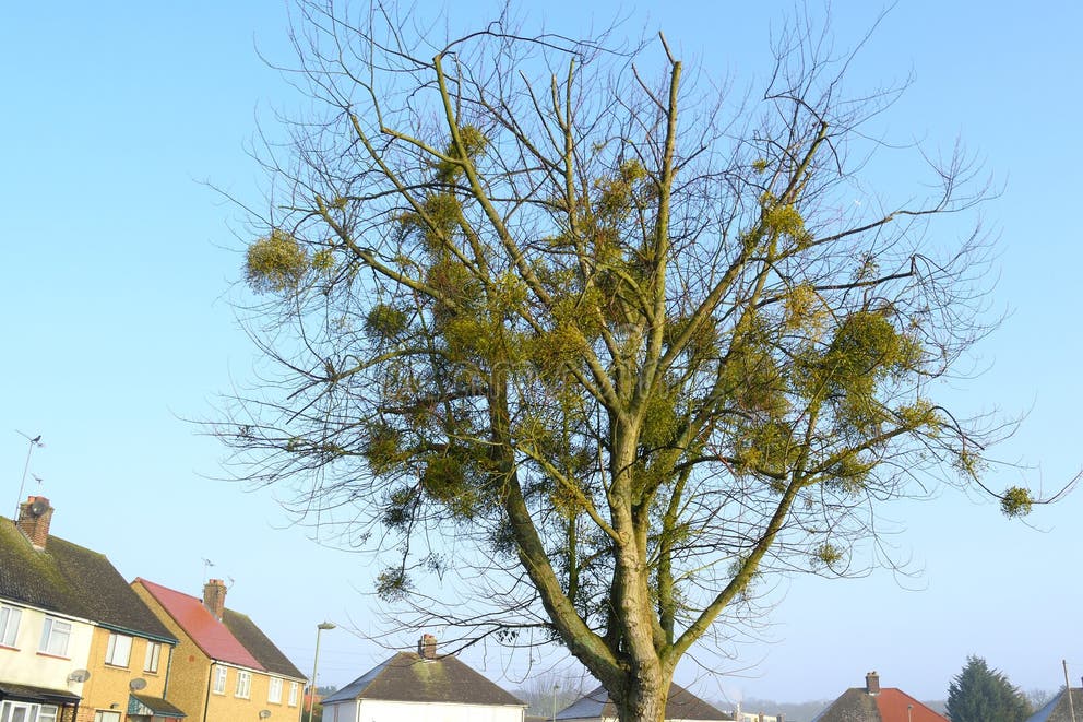 Mistletoes stock image. Image of branches, england, europe - 68110997