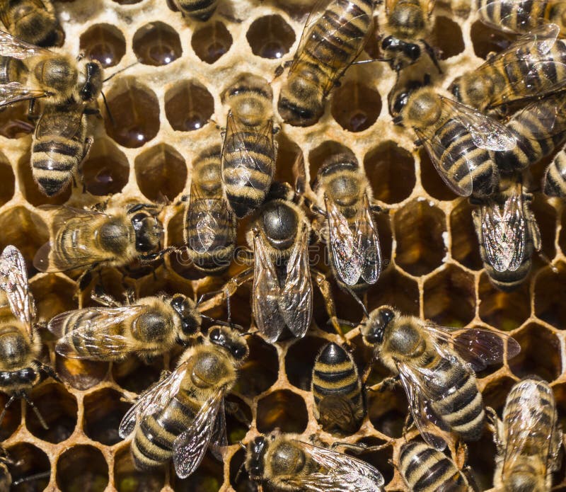 A Colony of Bees Buzzing Around Their Hive Collecting Nectar, Concept ...