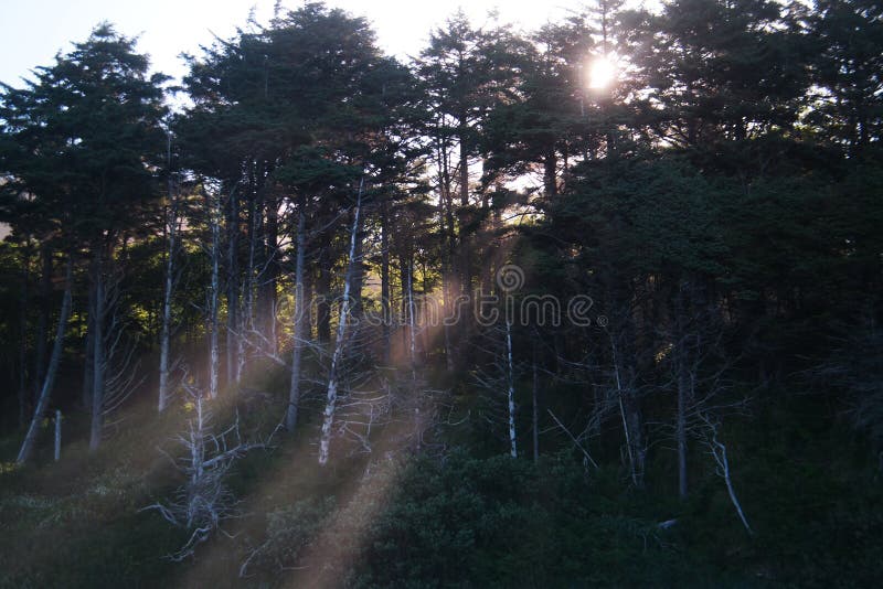 Mists through the trees stock image. Image of phenomenon - 57201841