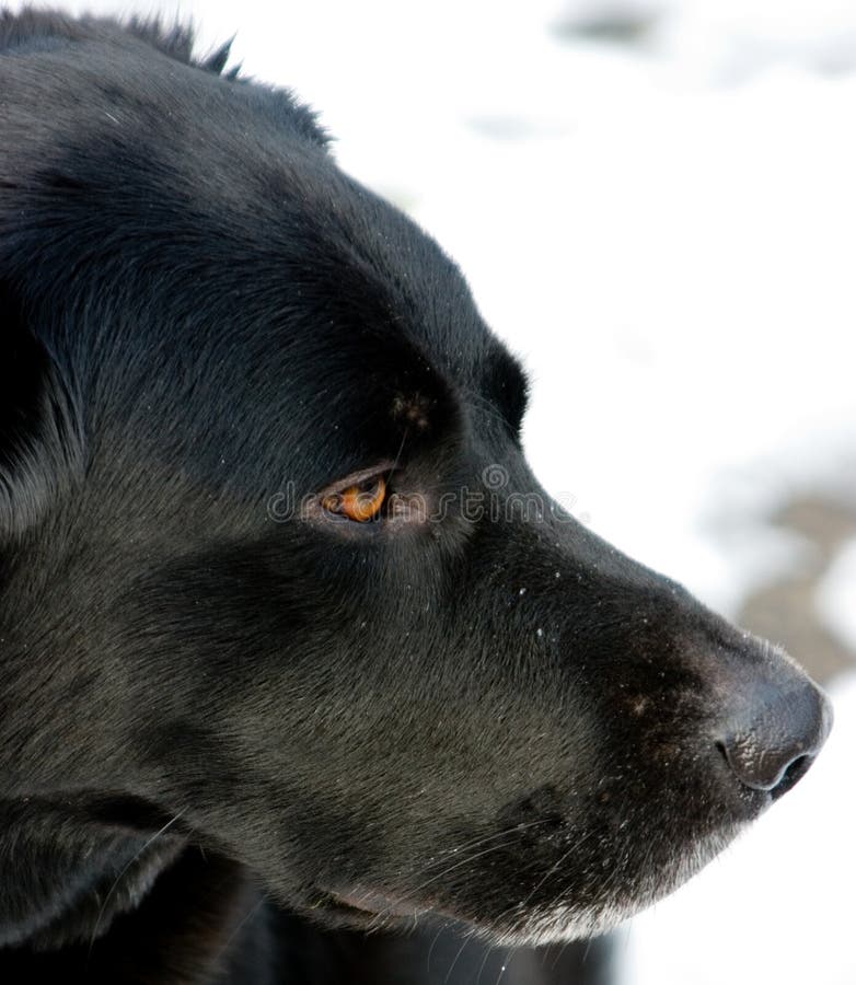 Mistura Preta Do Collie De Beira De Labrador Foto de Stock - Imagem de ...