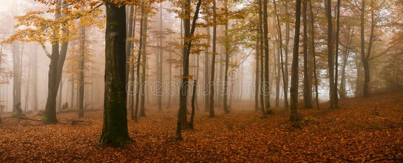 Misty stock photo. Image of area, environment, misty, landscape - 7041934