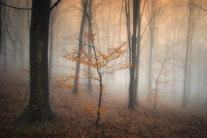 Misty Autumn Forest with Early Morning Sun Rays Stock Image - Image of ...