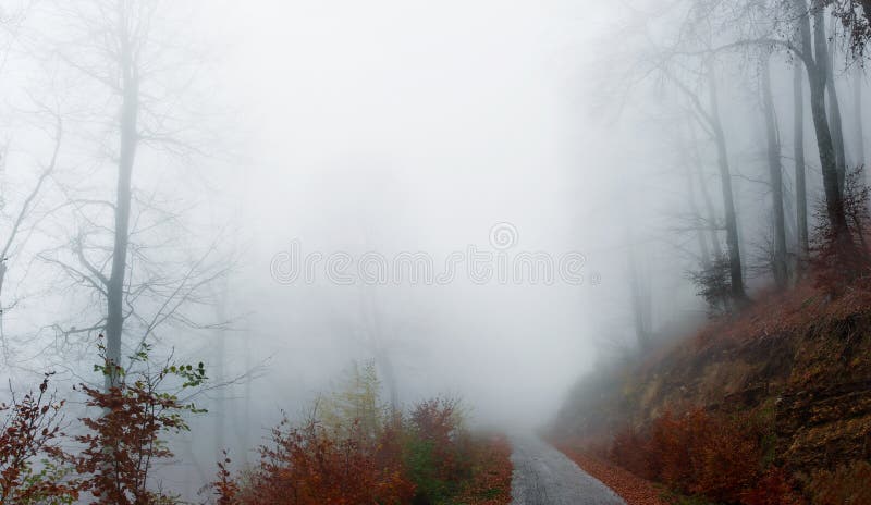 Misty autumn forest stock photo. Image of autumn, magic - 91183700