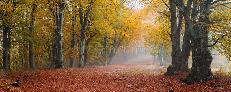 Misty autumn forest stock image. Image of colorful, autumn - 91092305