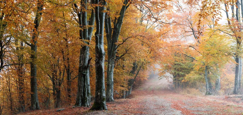 Misty autumn forest stock image. Image of life, afternoon - 90682193