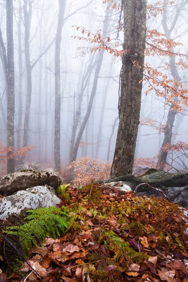 Misty Autumn Forest in the Mountains. Beautiful Mystical Landscape ...