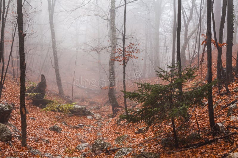 Misty Autumn Forest in the Mountains. Beautiful Mystical Landscape ...