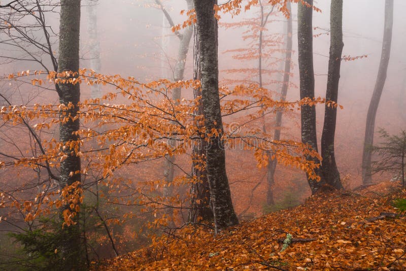 Misty Autumn Forest in the Mountains. Beautiful Mystical Landscape ...