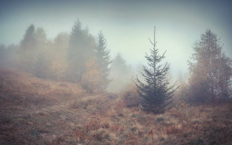 Misty autumn forest stock image. Image of golden, october - 41871031