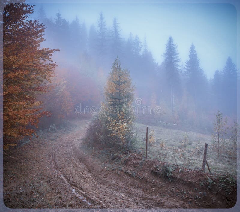 Misty autumn forest stock photo. Image of fence, mist - 35134020
