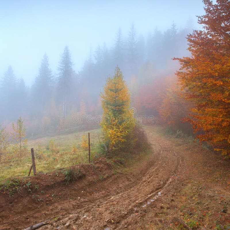 Misty autumn forest stock photo. Image of fence, mist - 35134020