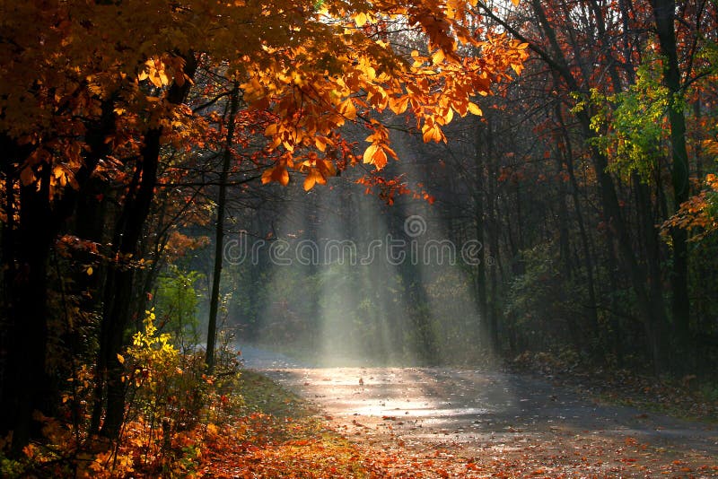 Autumn path stock photo. Image of leaves, canopy, october - 6947536