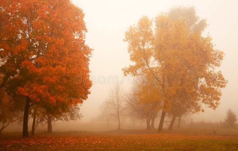 Misty autumn morning stock image. Image of area, plant - 6930307
