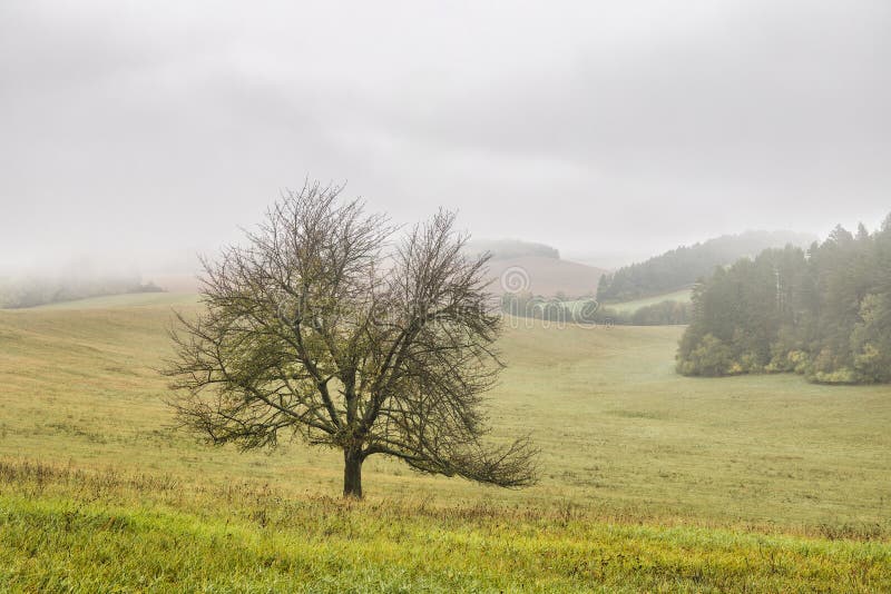 Misty Autumn Morning Landscape with Lonely Tree Stock Image - Image of ...