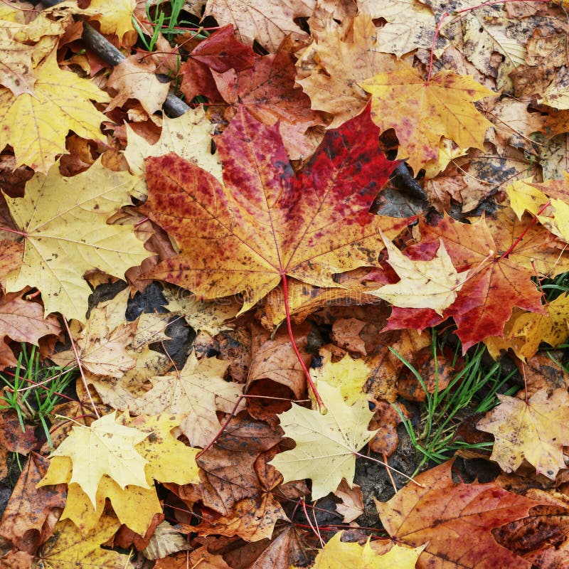 Misty Autumn Park, Beautiful October Morning Stock Image - Image of ...
