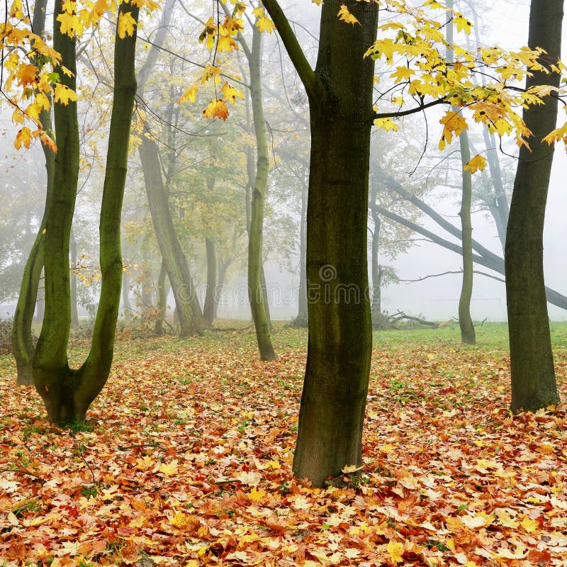 Misty Autumn Park, Beautiful October Morning Stock Photo - Image of ...