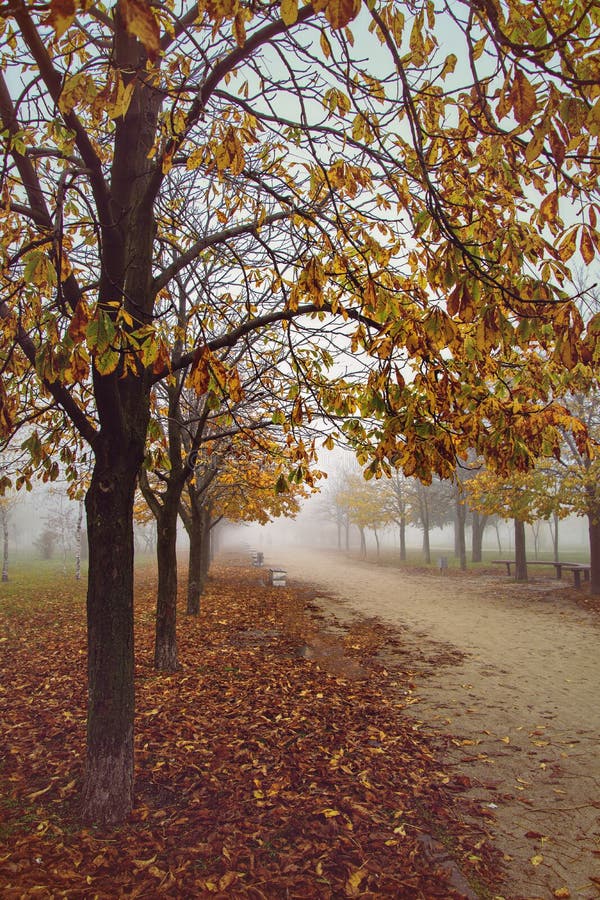 Misty autumn park stock image. Image of landscape, fall - 79971349