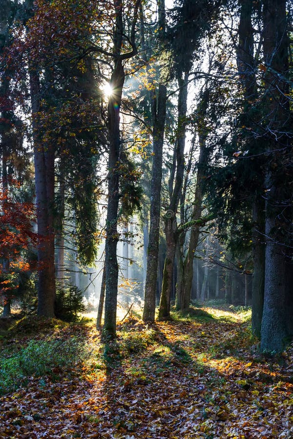 Misty Autumn Path with Trees, Falling Leaves and Sun, Czech Landscape ...