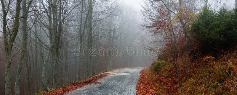 Misty autumn road stock image. Image of light, autumn - 91126669