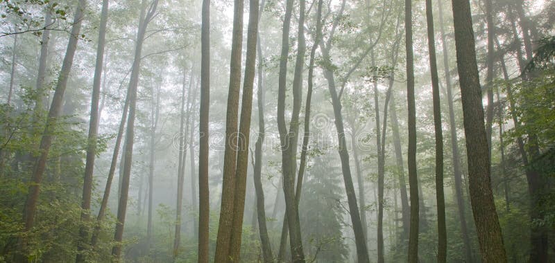 Misty Autumnal Morning and Natural Alder Forest Stock Photo - Image of ...