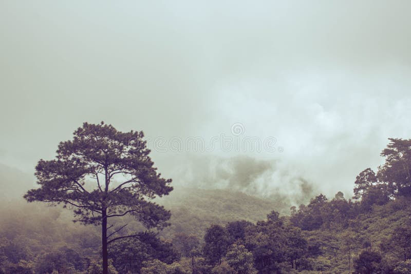 Misty Backgrounds stock image. Image of nature, path - 59715575