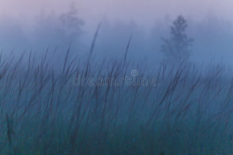 Misty Beautiful Nature Background Stock Photo - Image of misty, grass ...